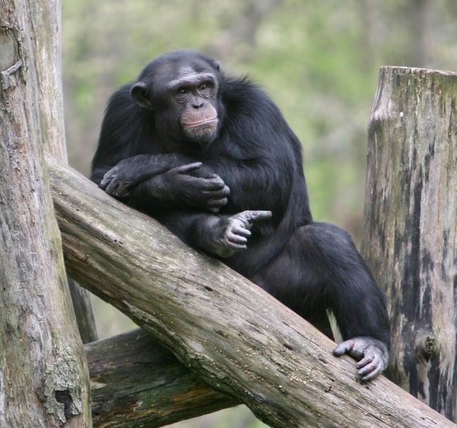 5 Animals That Mourn Their Dead