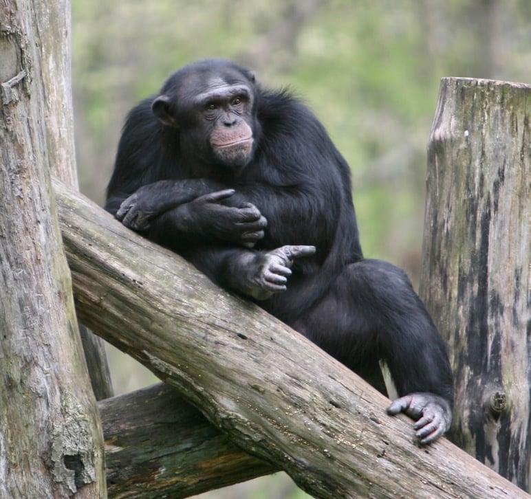 5 Animals That Mourn Their Dead